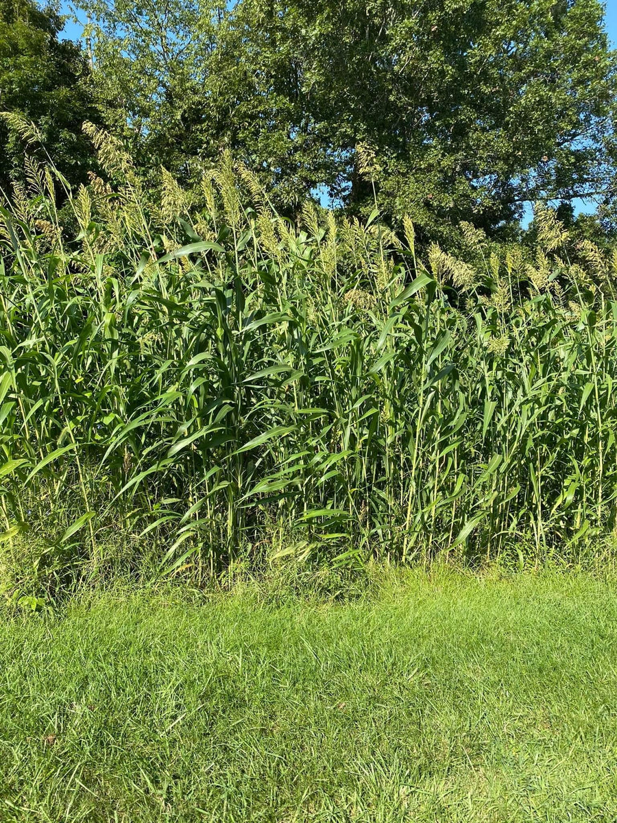 MILLET, SORGHUM, JUPITER RICE AND SCREENING – Hunt Ready Farms