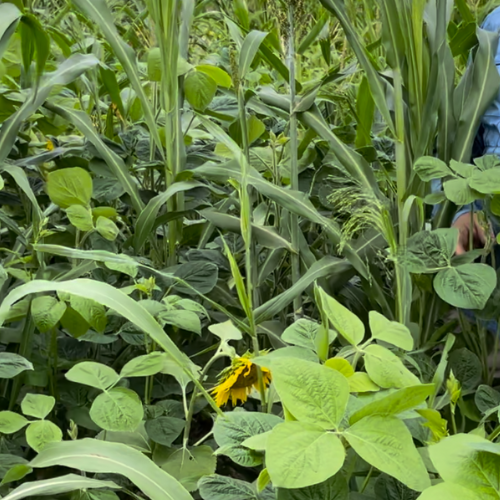 SUMMER SEEDS AND BLENDS – Hunt Ready Farms