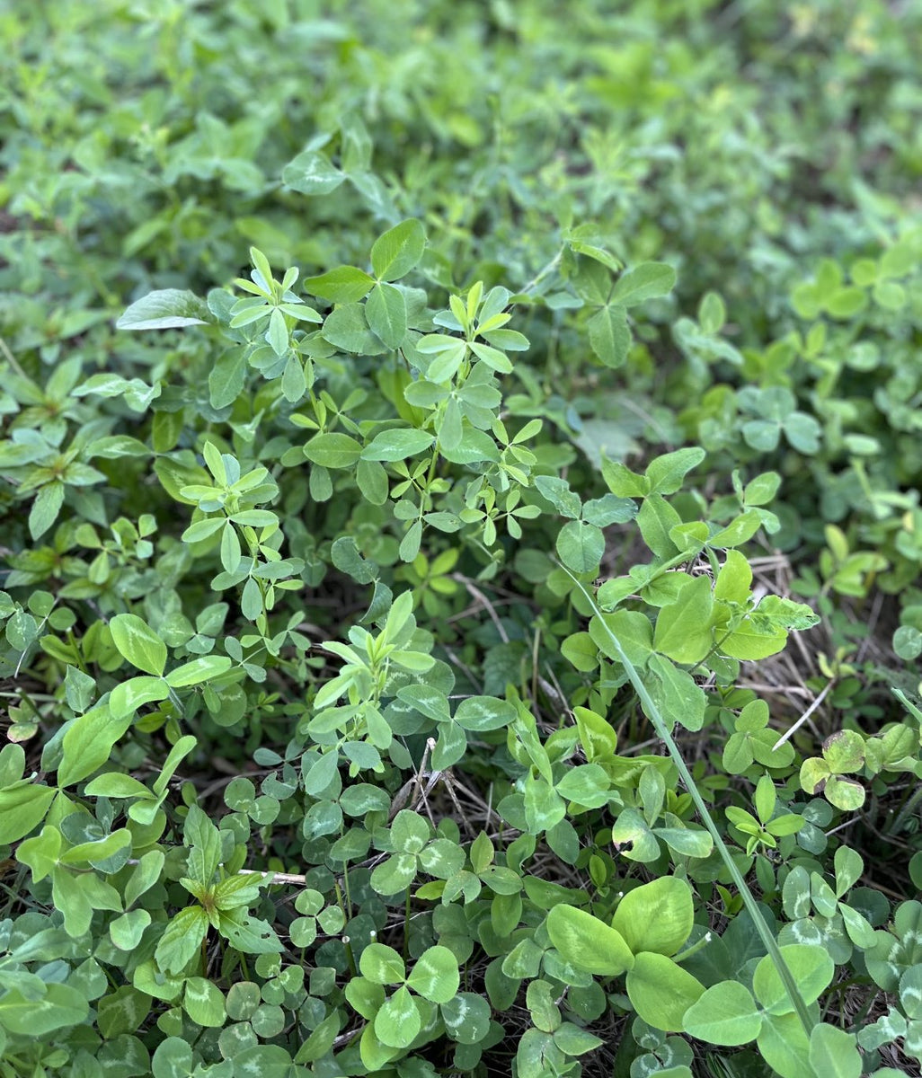 CLOVERS, CLOVERS BLENDS & RR Alfalfa – Hunt Ready Farms