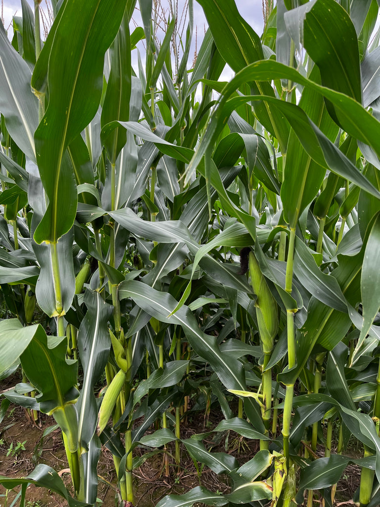 Eagle Seed Roundup® Ready Corn – Hunt Ready Farms