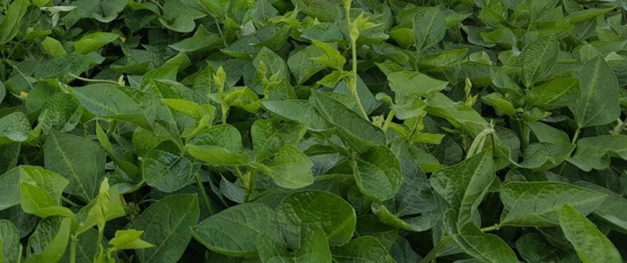 Forage Cowpeas: (Summer Forage) 3/4 Acre to 1 Acre – Hunt Ready Farms