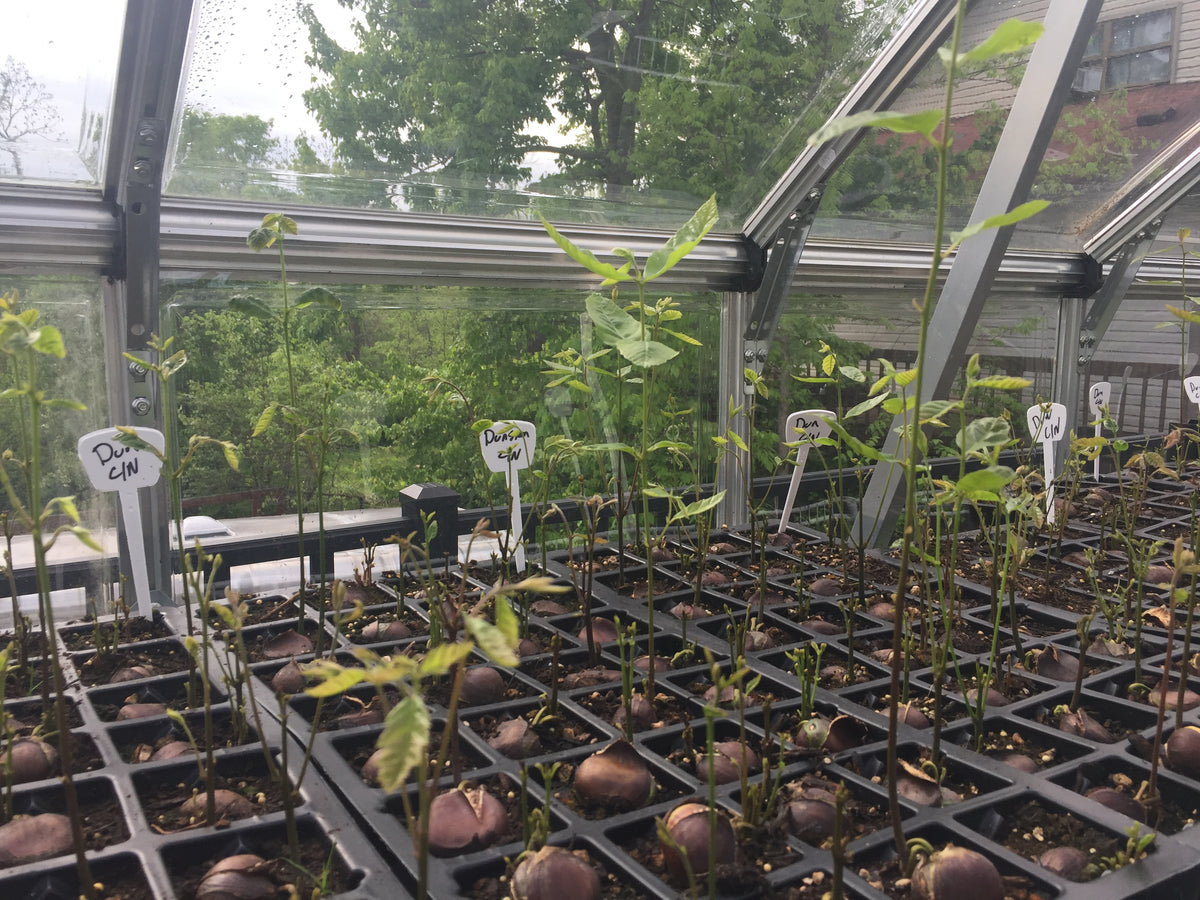 AMERICAN / CHINESE CHESTNUT – Hunt Ready Farms