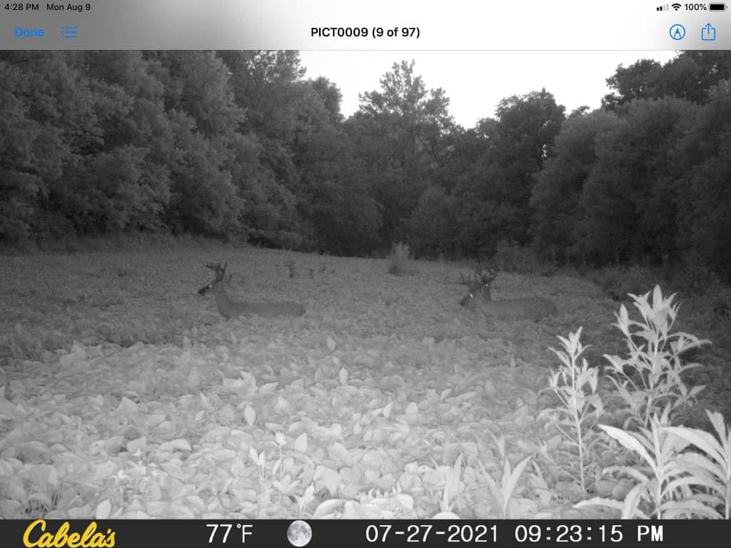 GAME KEEPER® PREMIUM SOUTHERN FORAGE BLEND – Hunt Ready Farms