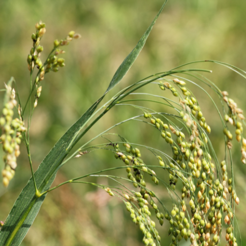 White Proso Millet "Dove Millet" – Hunt Ready Farms